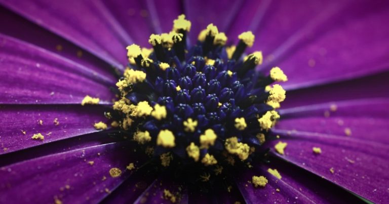 Blommornas segertåg - SVT Play - Webb-TV.nu