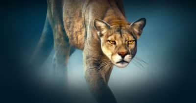 Världens natur: Puman - SVT Play - Webb-TV.nu