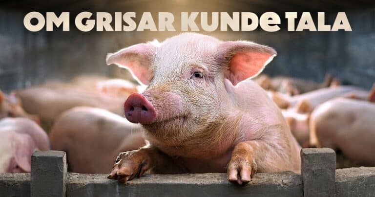 Dokument utifrån: Om grisar kunde tala - SVT Play - Webb-TV.nu
