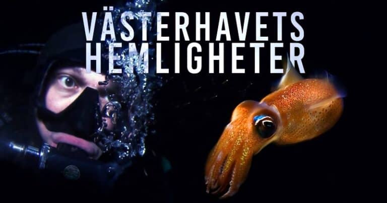 Sveriges natur: Västerhavets hemligheter - SVT Play - WEBB-TV.nu