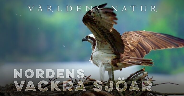 Streama Världens natur: Nordens vackra sjöar (2024) gratis på SVT Play ...