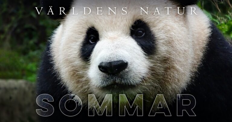 Streama Världens natur: Sommar (2023) gratis på SVT Play - WEBB-TV.nu